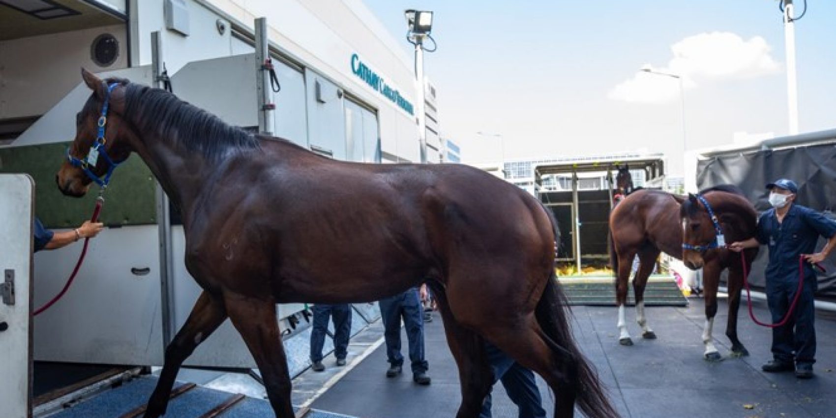 Cathay Live Animal | Reliable Live Animal Shipment | Solutions | Cathay ...